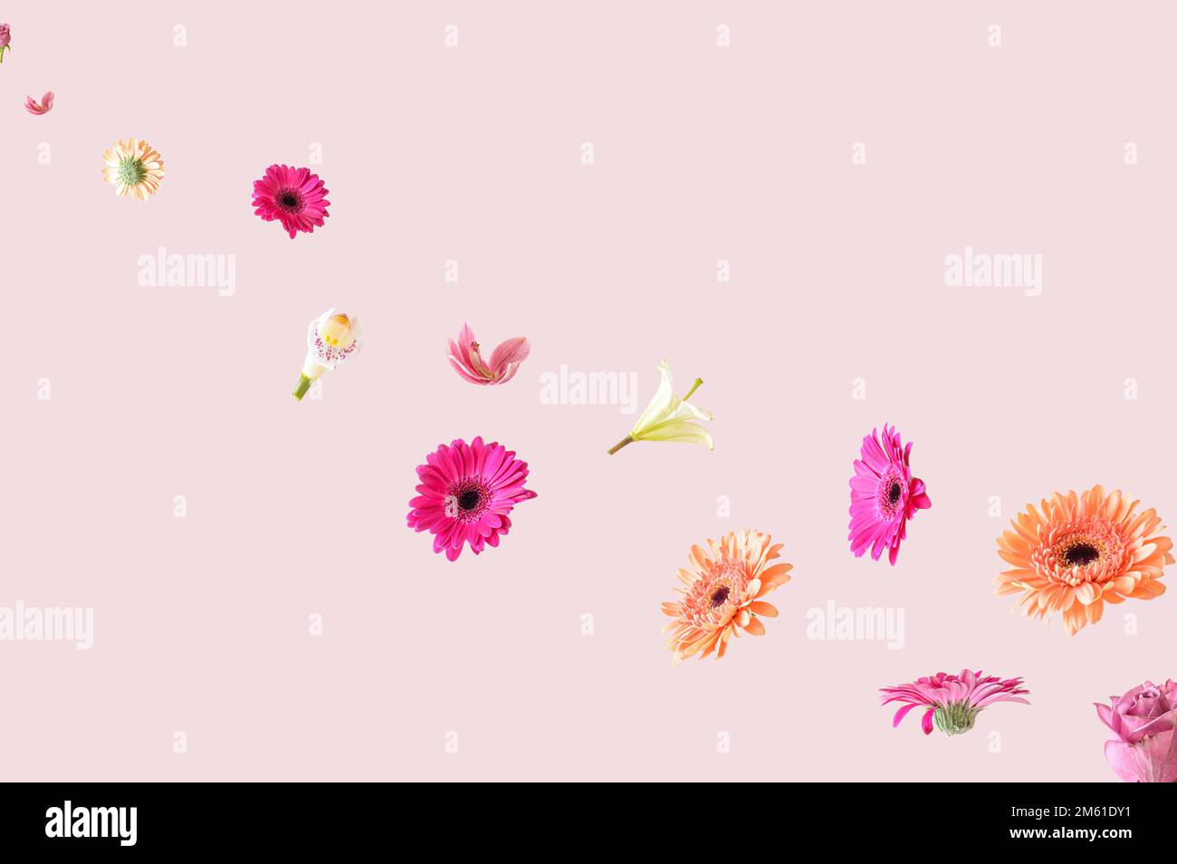 Colorful spring flowers flying in the air on a pink background ...