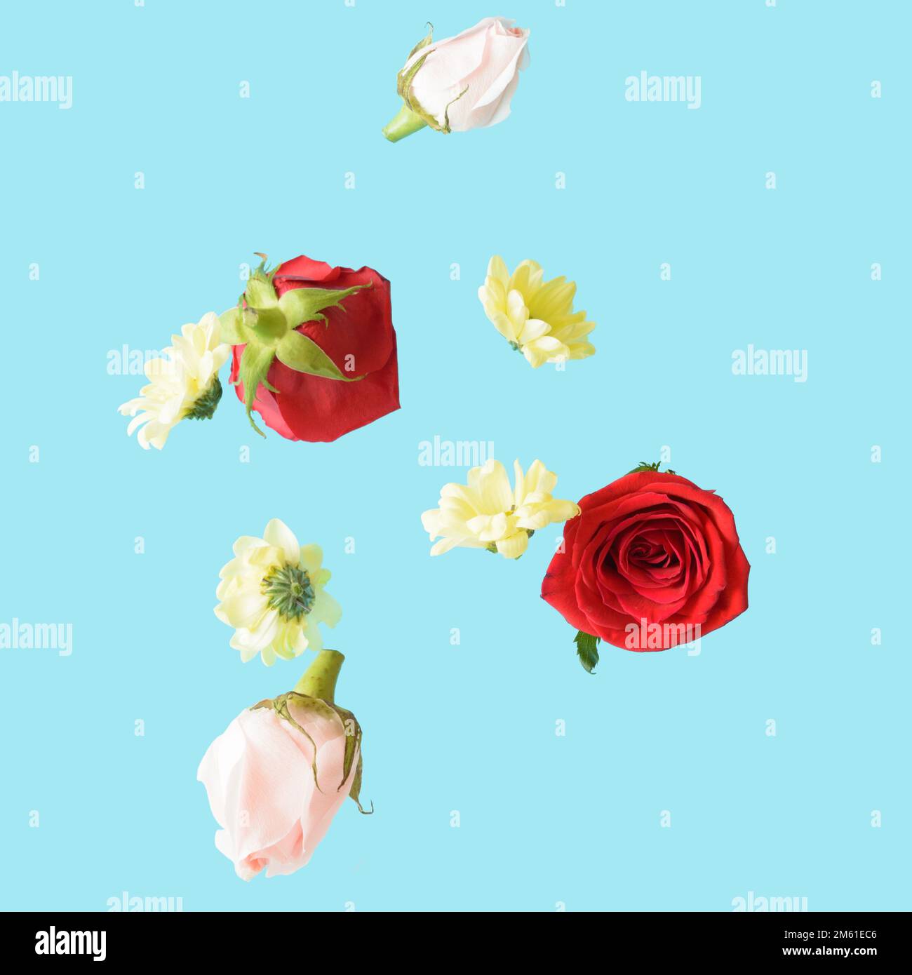 Flowers floating in the air on a blue background. Spring flower ...