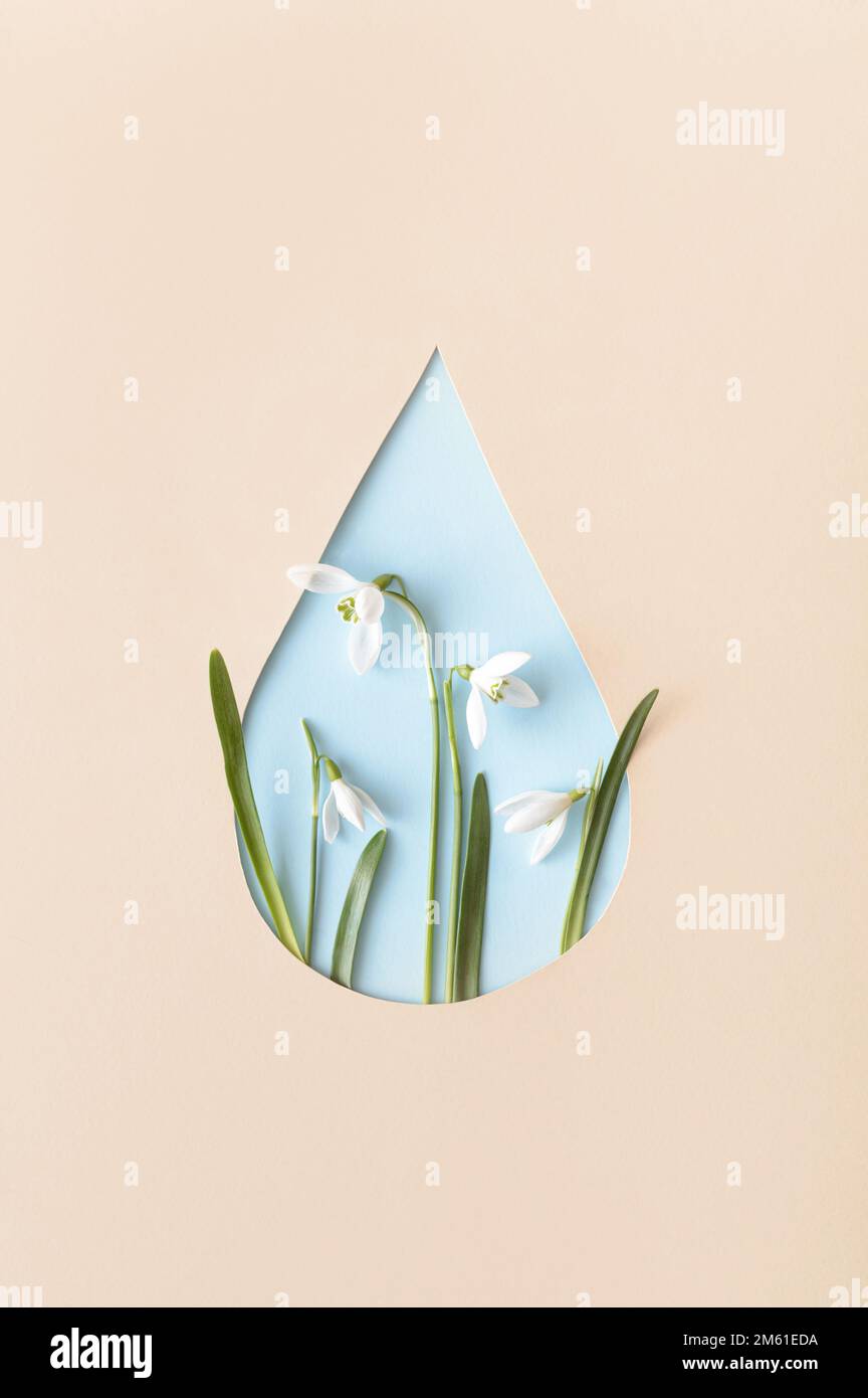 Creative spring layout with fresh snowdrop flowers on a blue and cream ...