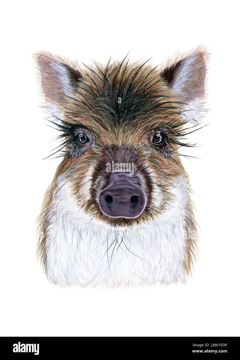 Watercolor illustration of a baby wild boar portrait. Hand drawn animal ...
