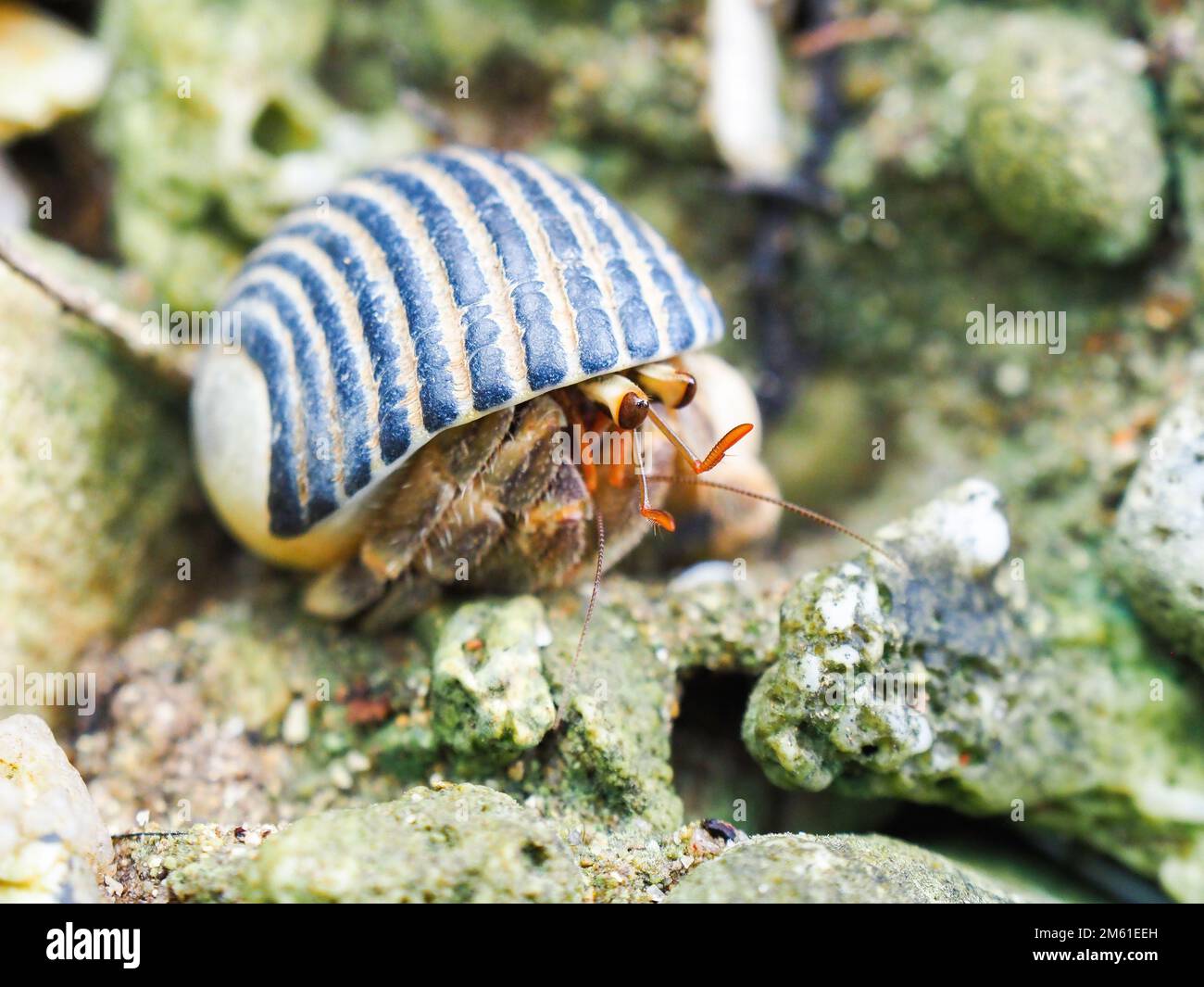 A macro shot of a hermit crab with a striped blue shell on a rock Stock ...