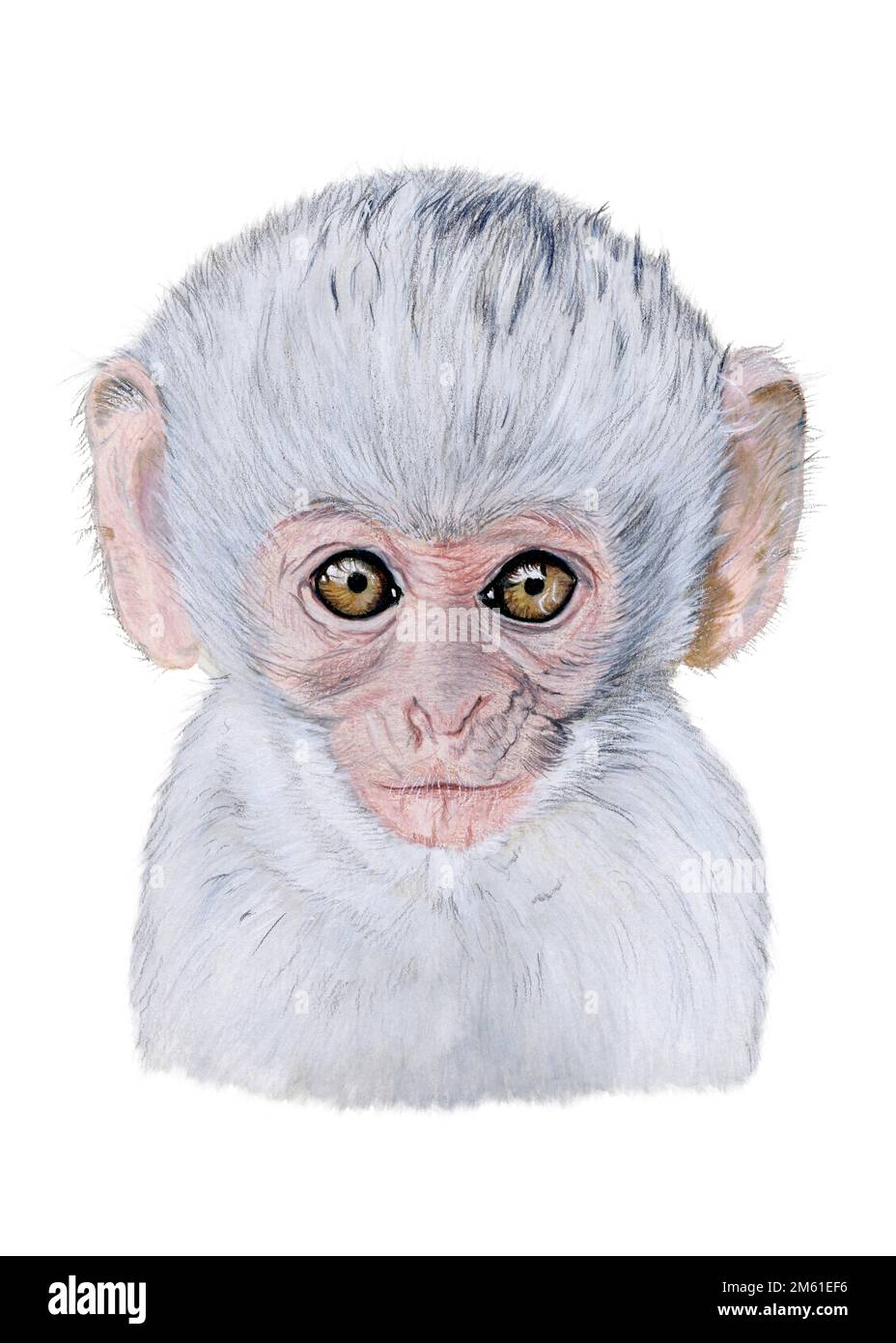 Watercolor illustration of a baby monkey portrait. Hand drawn animal on ...
