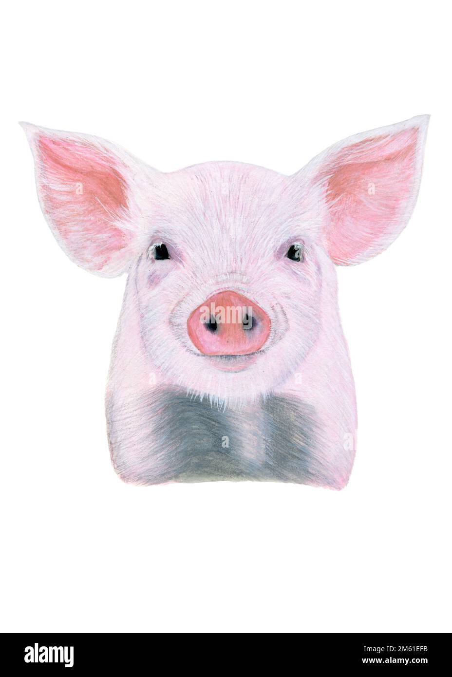 Watercolor illustration of a baby piglet portrait. Hand drawn animal on ...