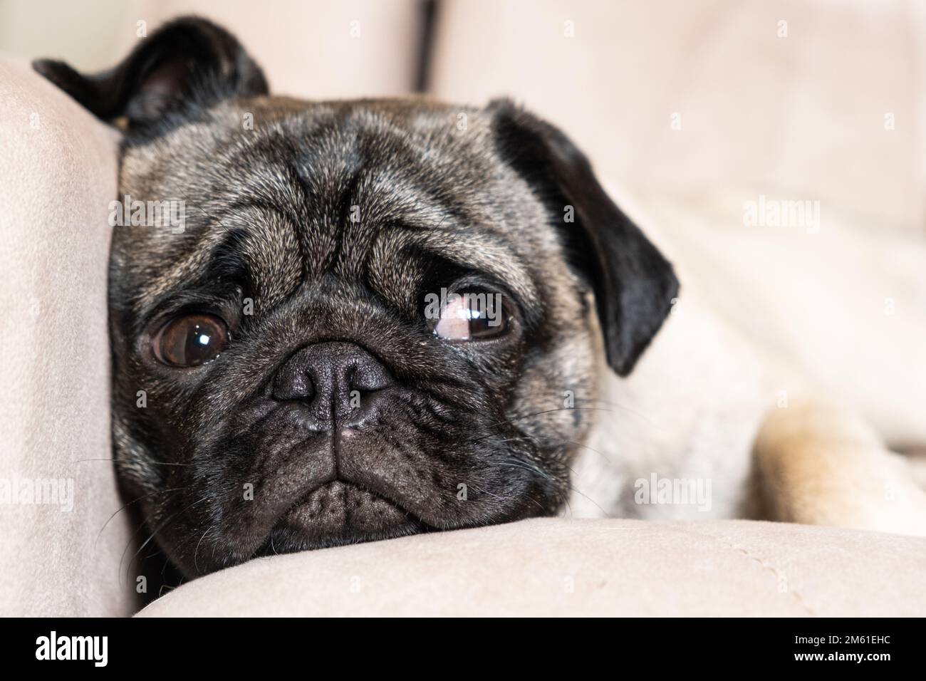 A sad pug lies on the couch and looks away. Care for pugs, their coat ...