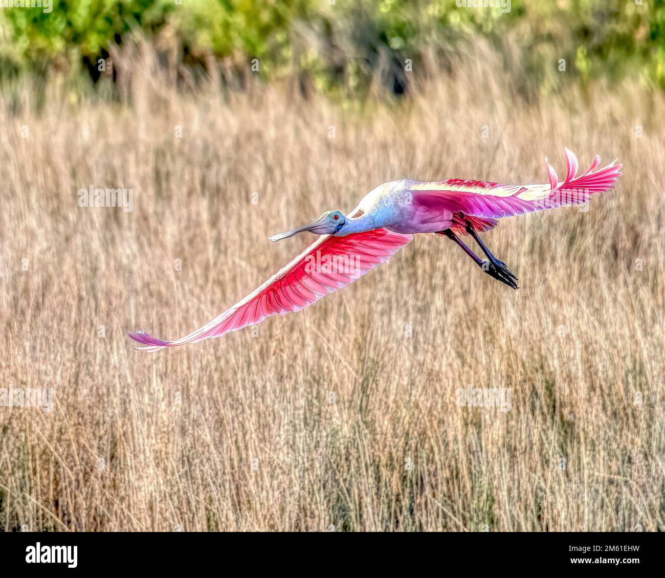Roseate Spoonbill in flight at Florida's Merritt Island Wildlife Refuge ...