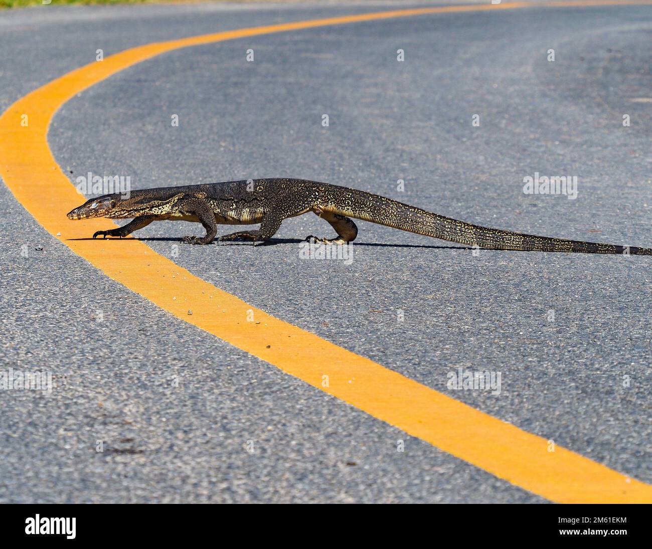 A closeup shot of a giant monitor lizard crossing an asphalt road Stock ...