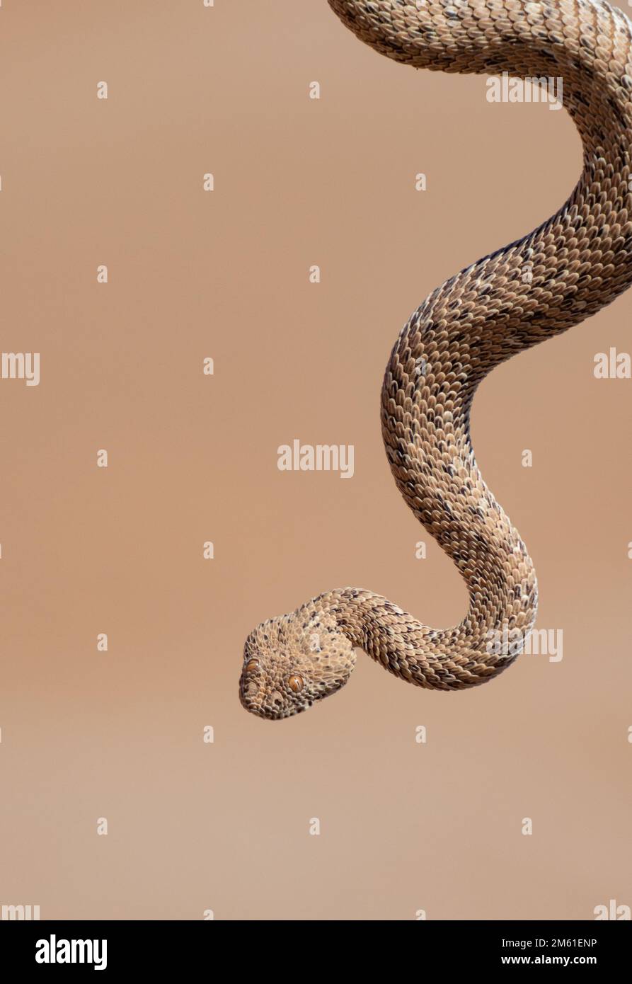 Bitis peringueyi, or Peringuey's adder, Peringuey's desert adder or ...