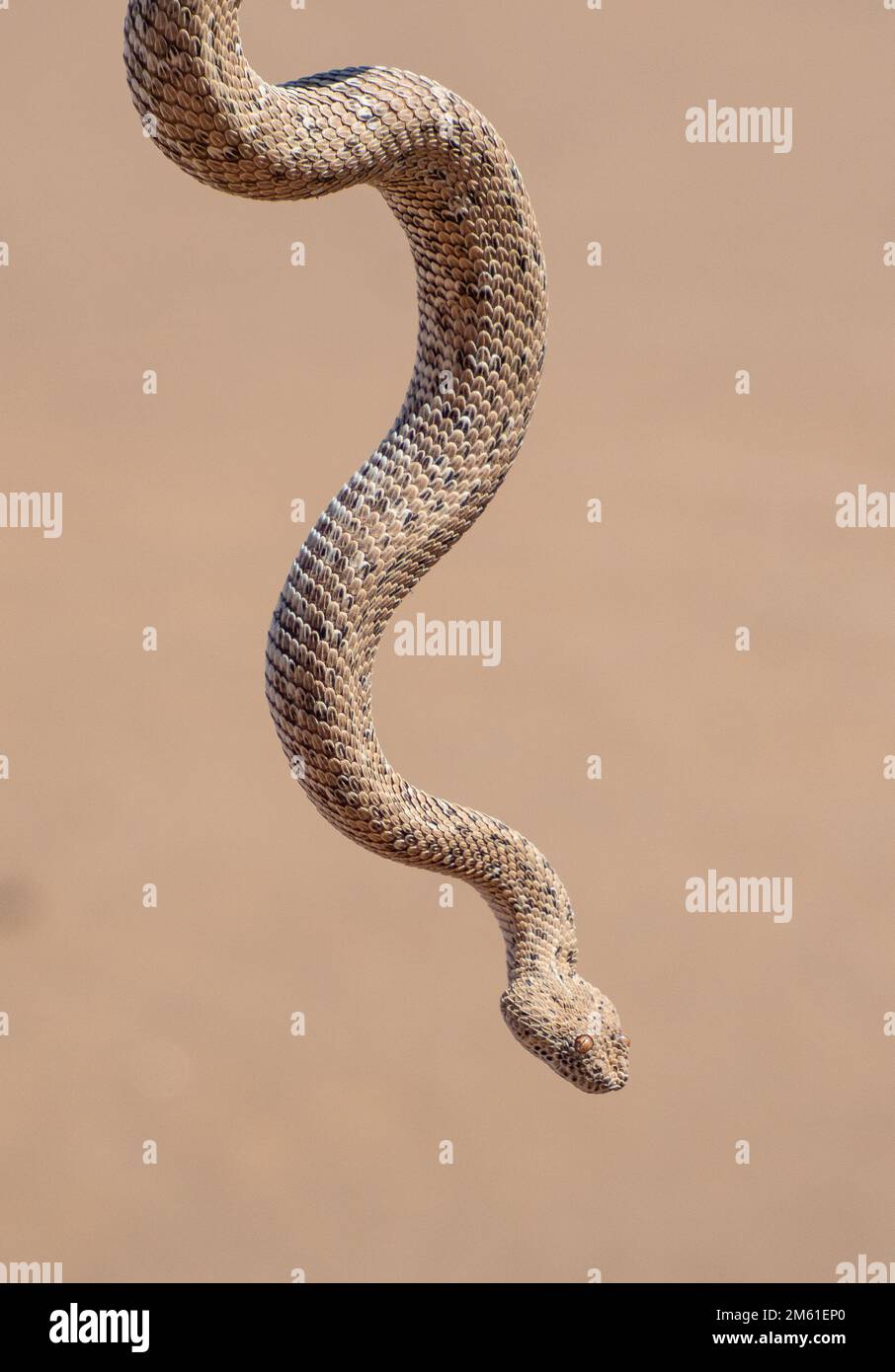Bitis peringueyi, or Peringuey's adder, Peringuey's desert adder or ...