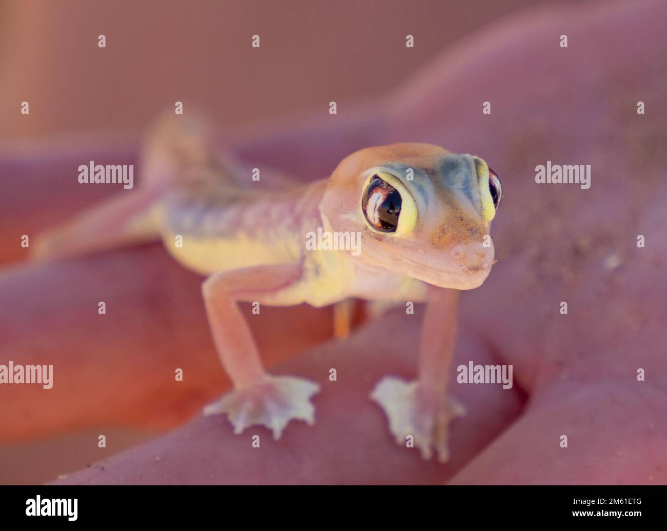 Namib sand gecko or namib web footed gecko hi-res stock photography and ...