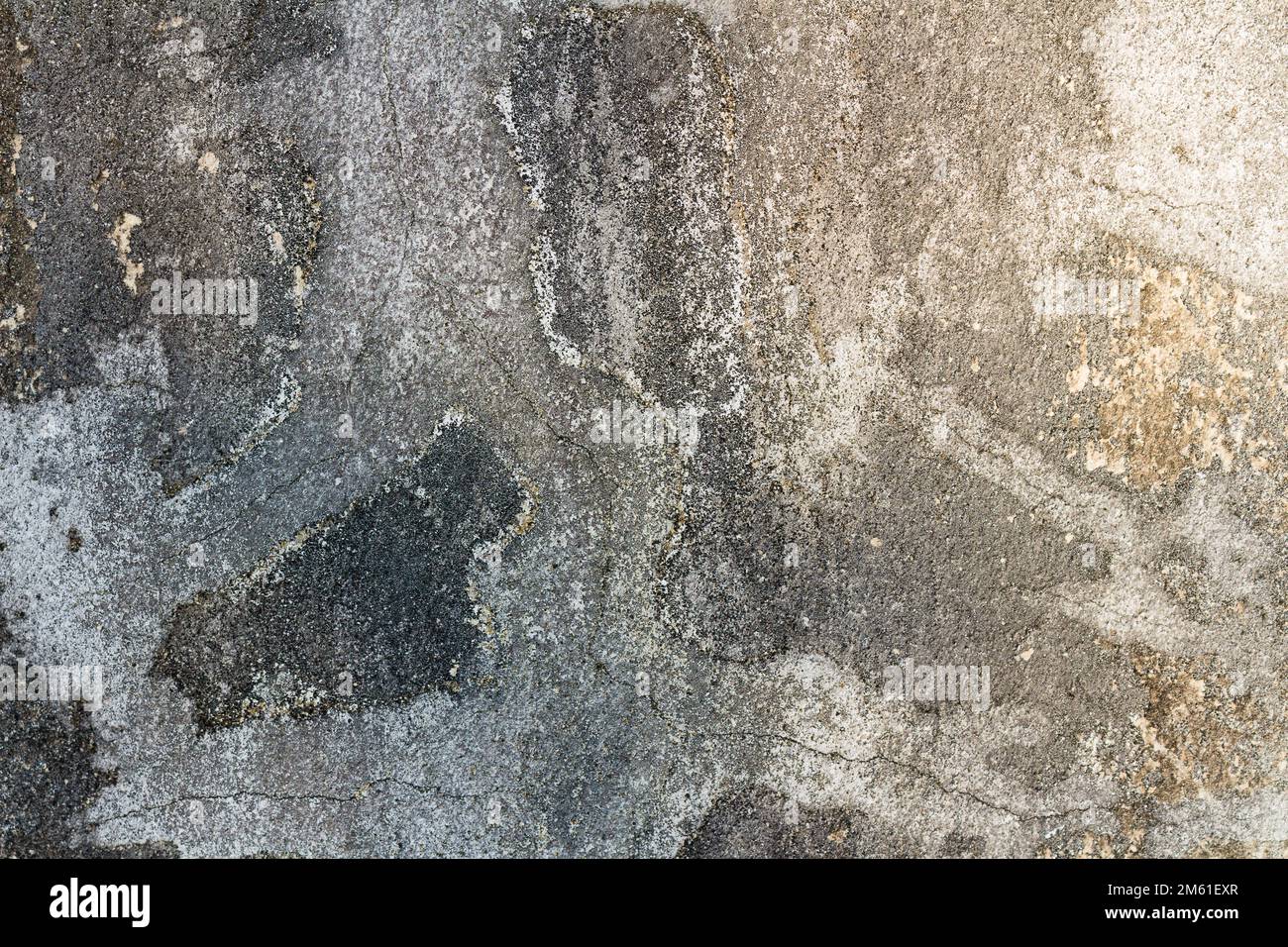 Fungal texture hi-res stock photography and images - Alamy