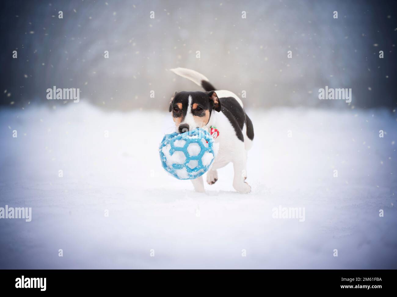 Winter portrait of a Jack Russell running with a ball while retrieving ...