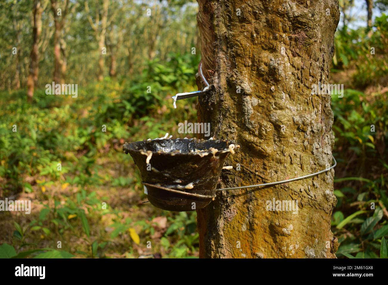 Rubber tapping process sap hi-res stock photography and images - Alamy