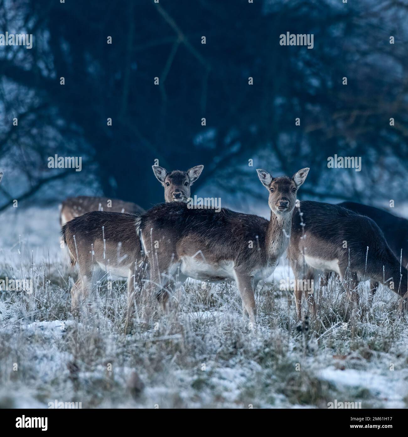 Black (melanistic) fallow deer hinds in winter snow looking at the ...