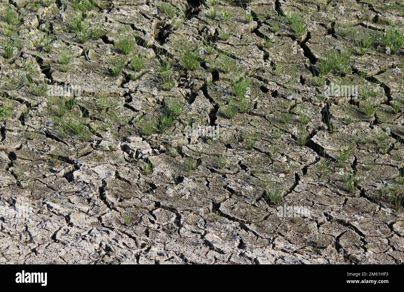 Draught, very dry cracked soil with small plants Stock Photo - Alamy