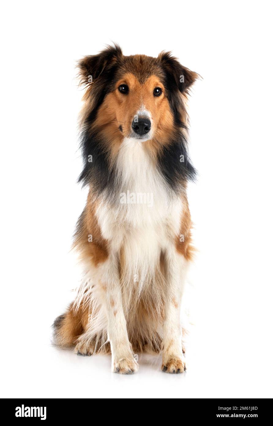 young rough collie in front of white background Stock Photo - Alamy