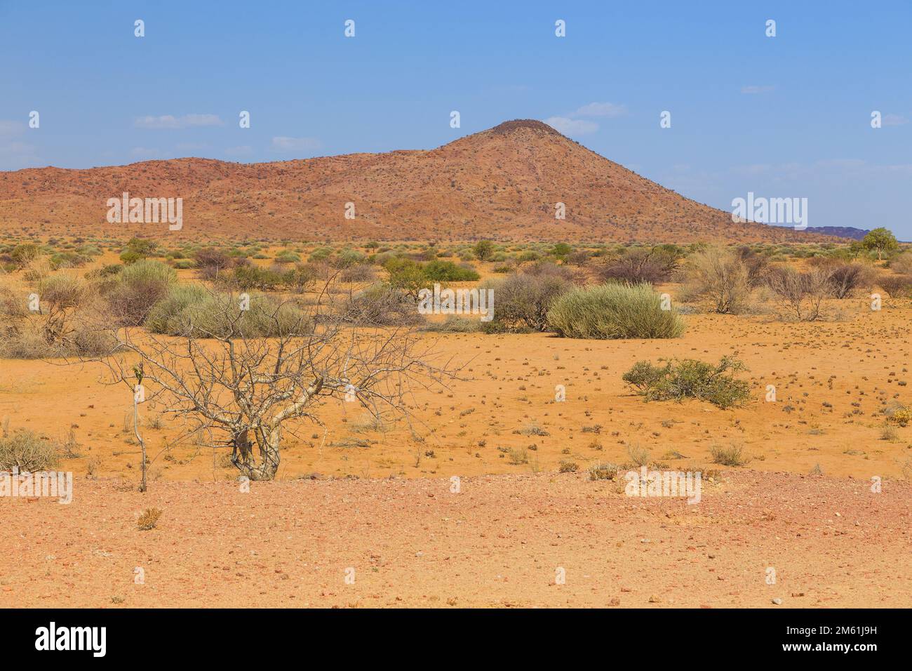 Namibian landscape, red ground and African vegetation around ...