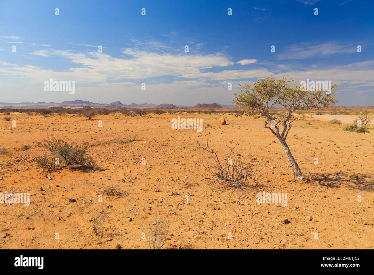 Namibian landscape, red ground and African vegetation around ...