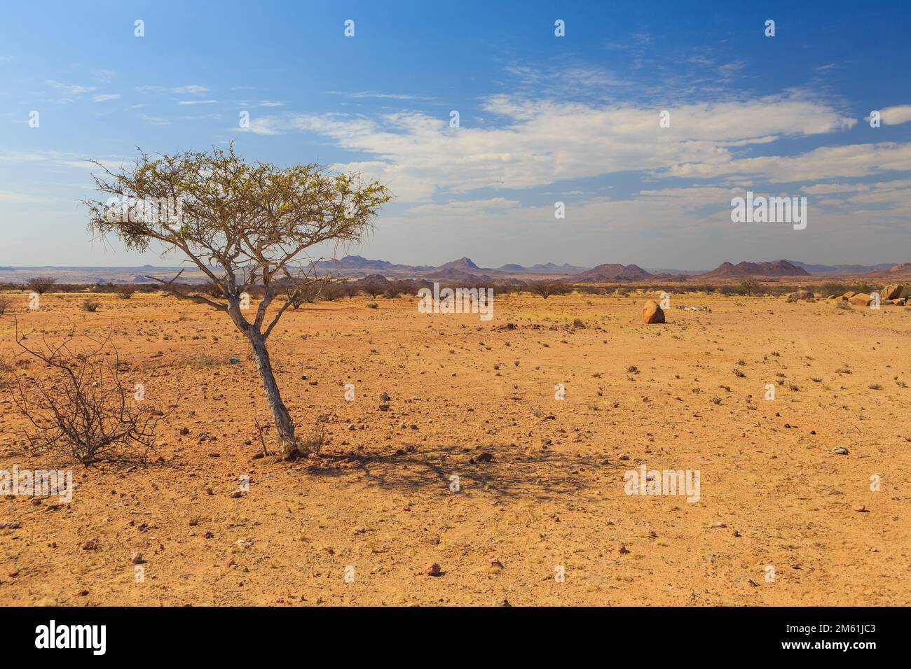 Namibian landscape, red ground and African vegetation around ...