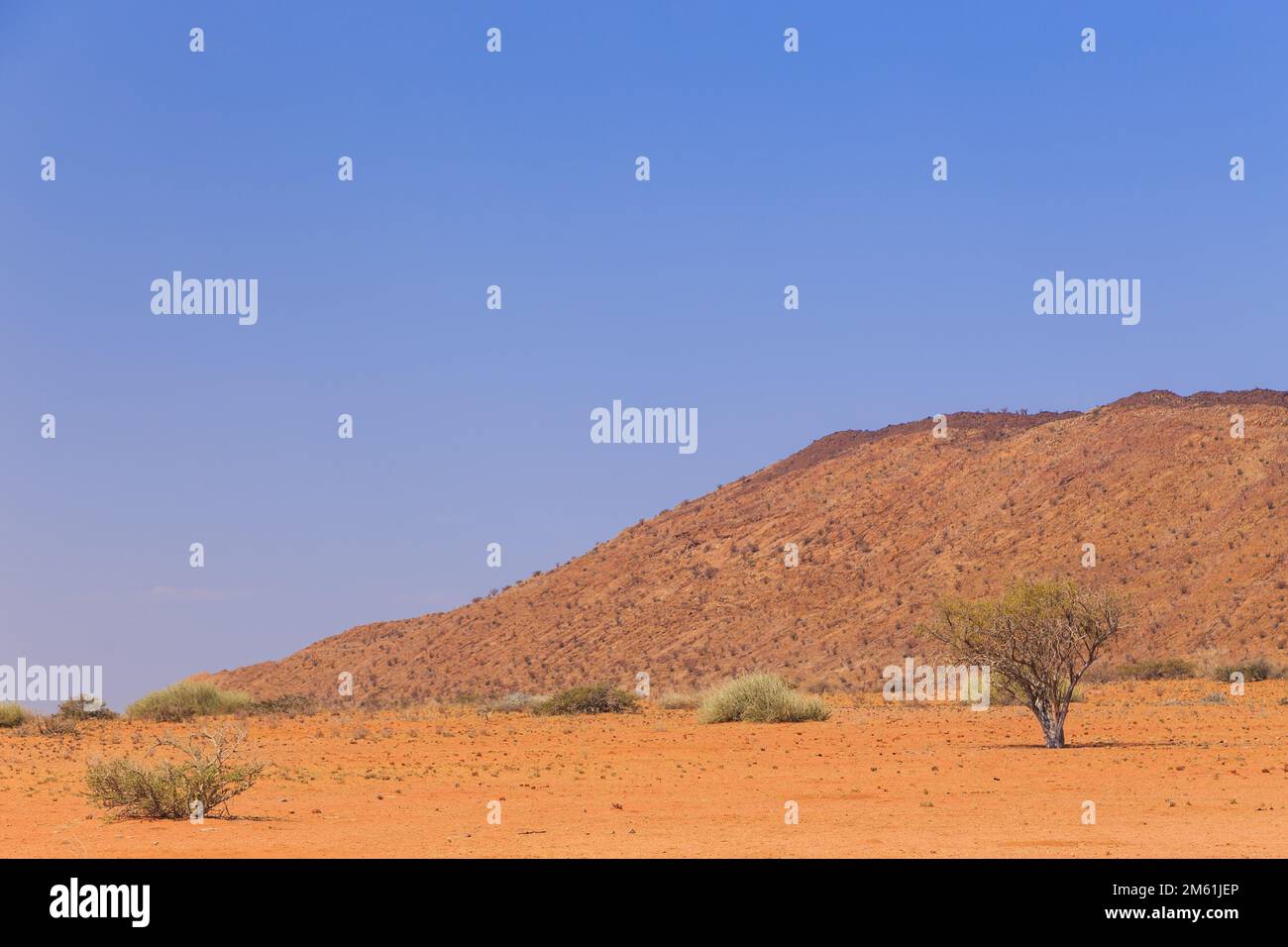 Namibian landscape, red ground and African vegetation around ...