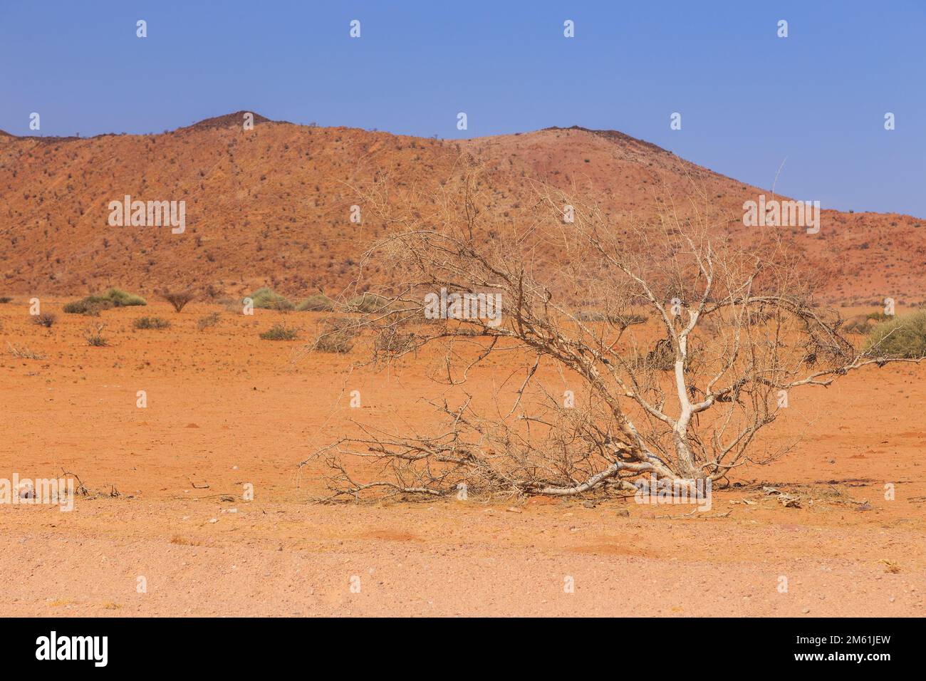 Namibian landscape, red ground and African vegetation around ...