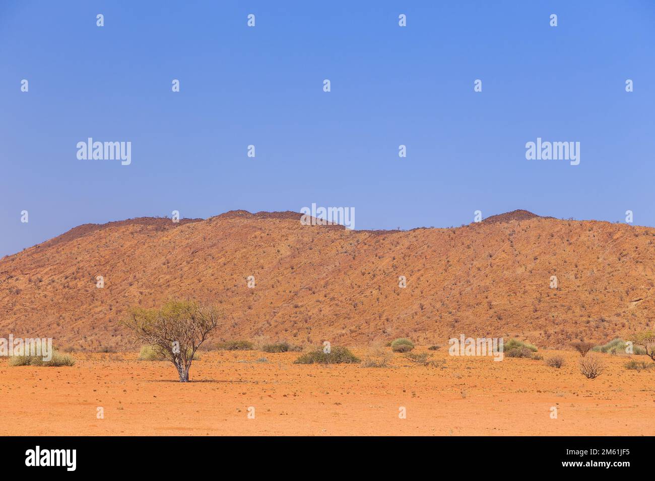 Namibian landscape, red ground and African vegetation around ...