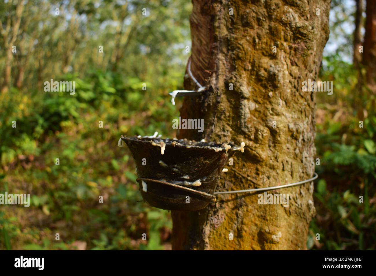 Sharinga tree hi-res stock photography and images - Alamy
