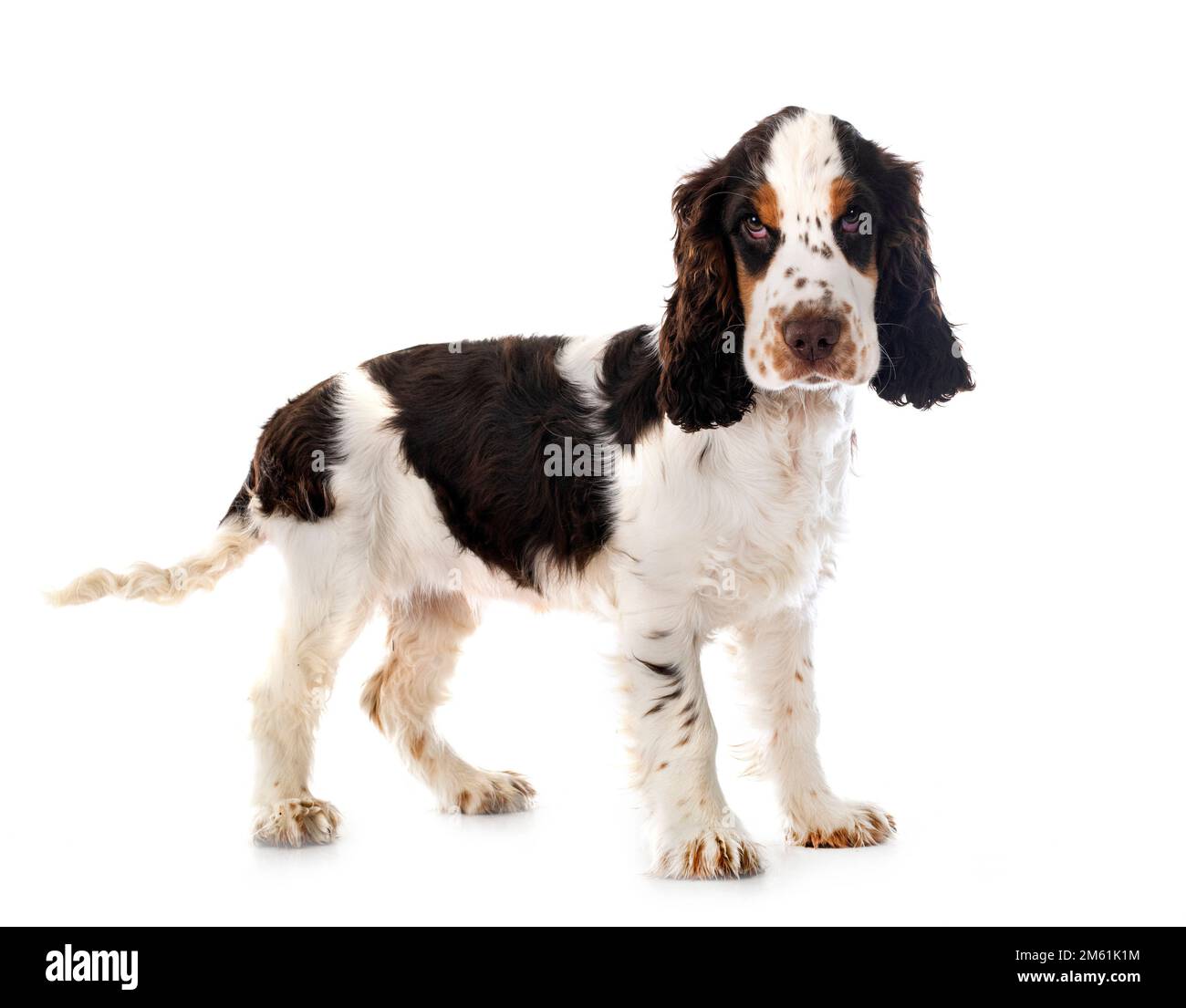 English Cocker Spaniel in front of white background Stock Photo - Alamy