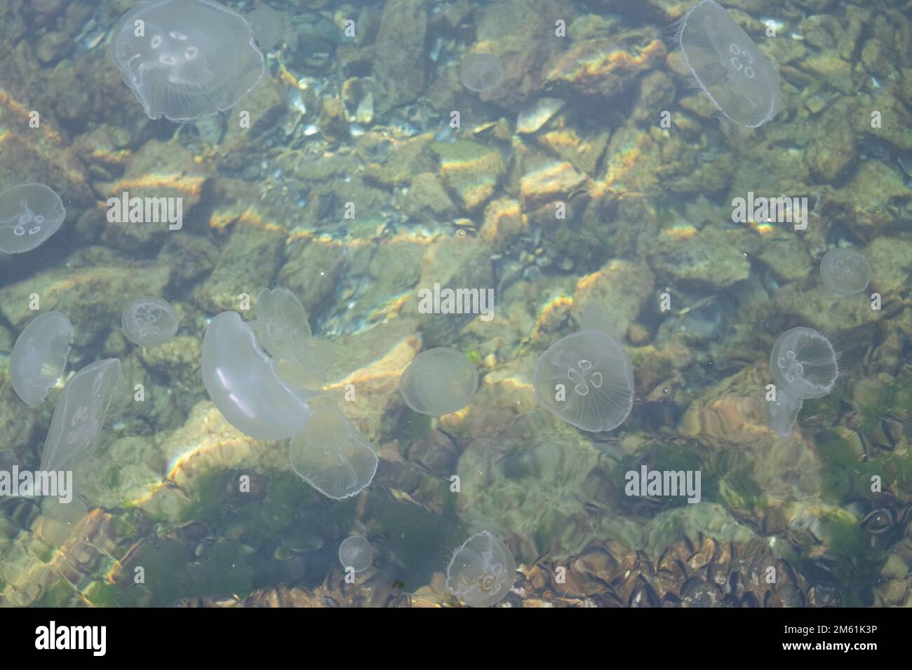 A group of Jellyfish swimming in the water. Floating jellyfish Stock ...