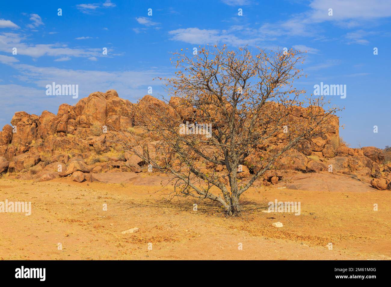 Namibian landscape, red ground and African vegetation around ...