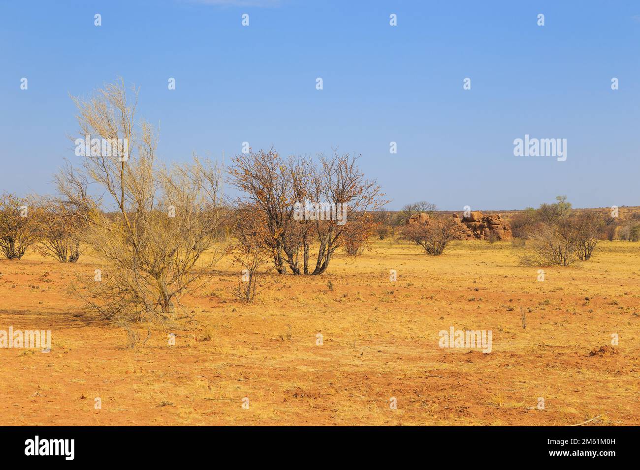 Namibian landscape, red ground and African vegetation around ...