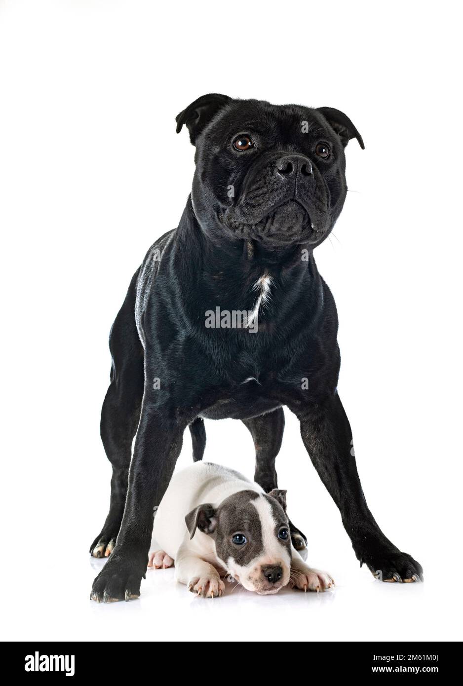 puppy and adult staffordshire bull terrier in front of white background ...