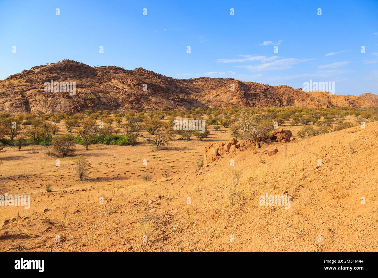 Namibian landscape, red ground and African vegetation around ...