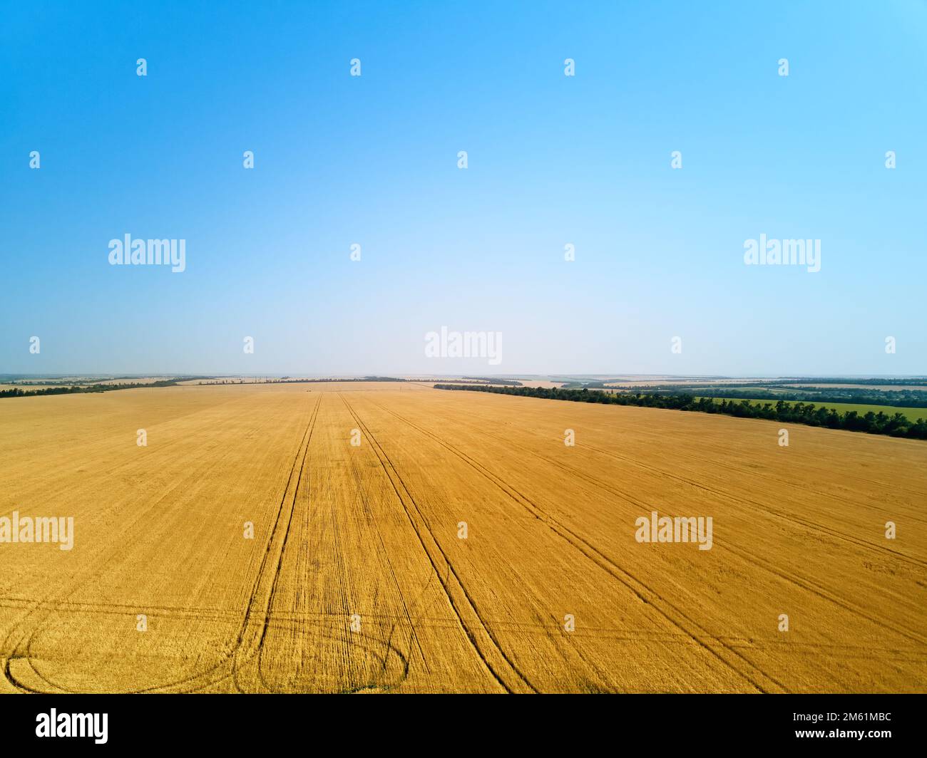 Aerial of wheat field. Drone camera flying above golden cereal farmland ...
