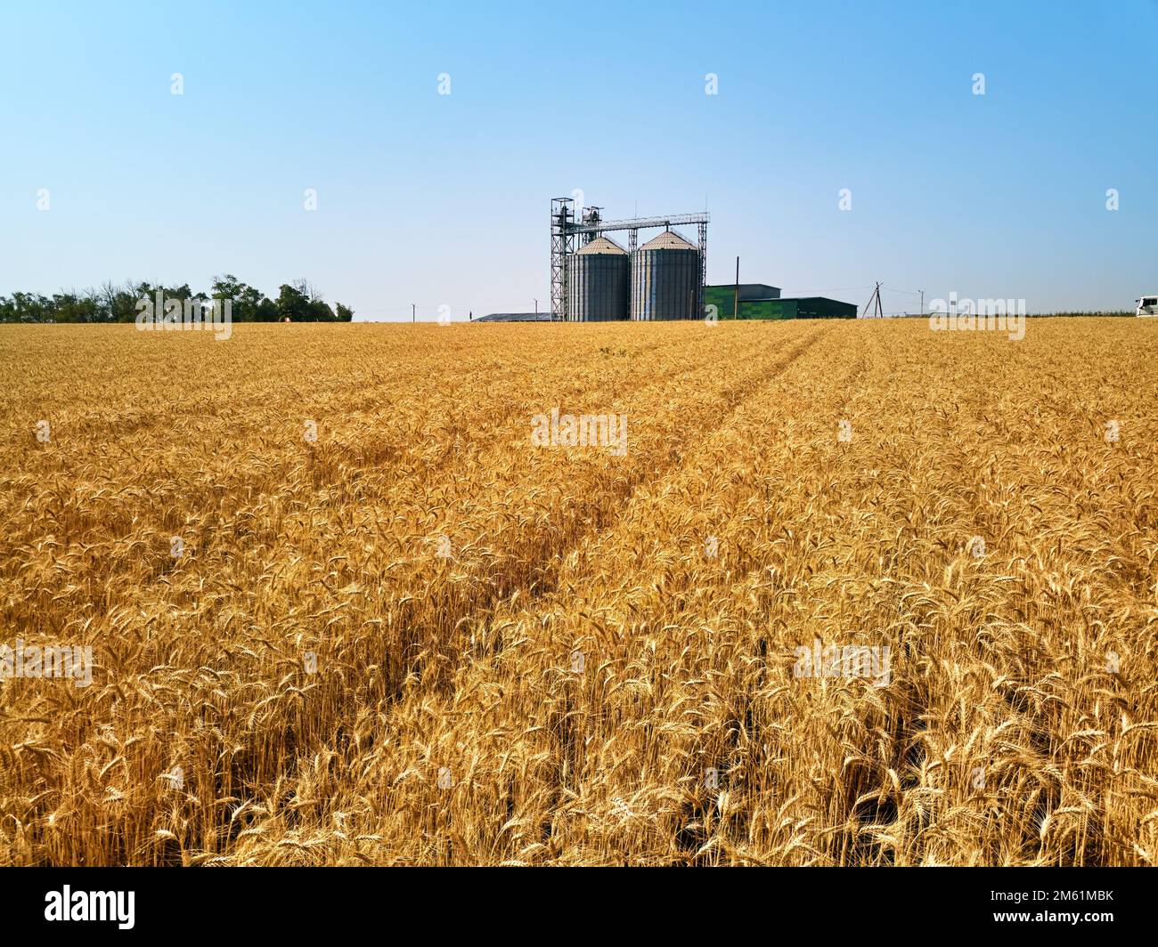 Aerial of grain elevator in front of wheat field. Drone camera above flour or oil mill plant ...