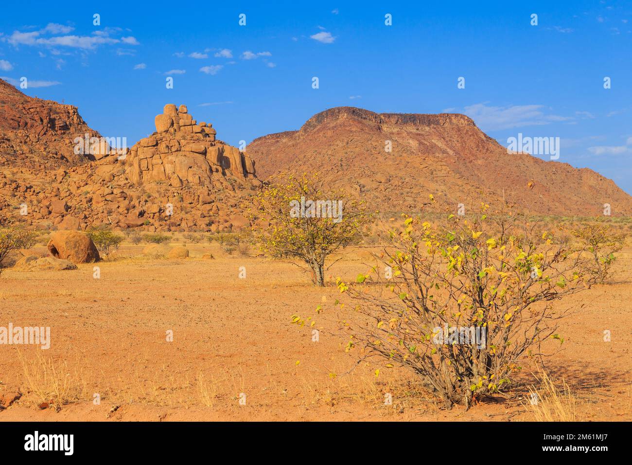 Namibian landscape, red ground and African vegetation around ...