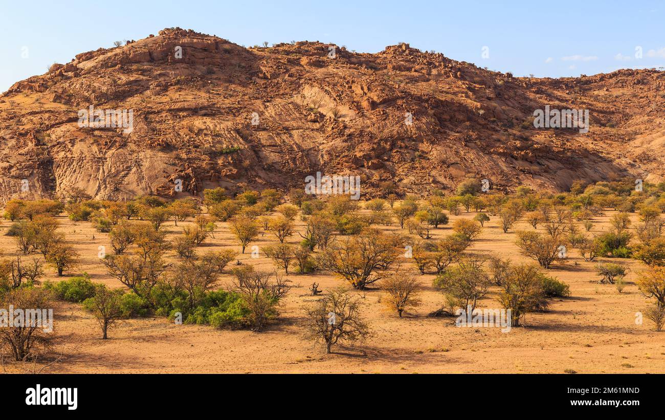 Namibian landscape, red ground and African vegetation around ...