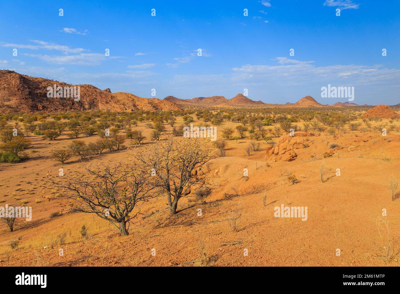 Namibian landscape, red ground and African vegetation around ...
