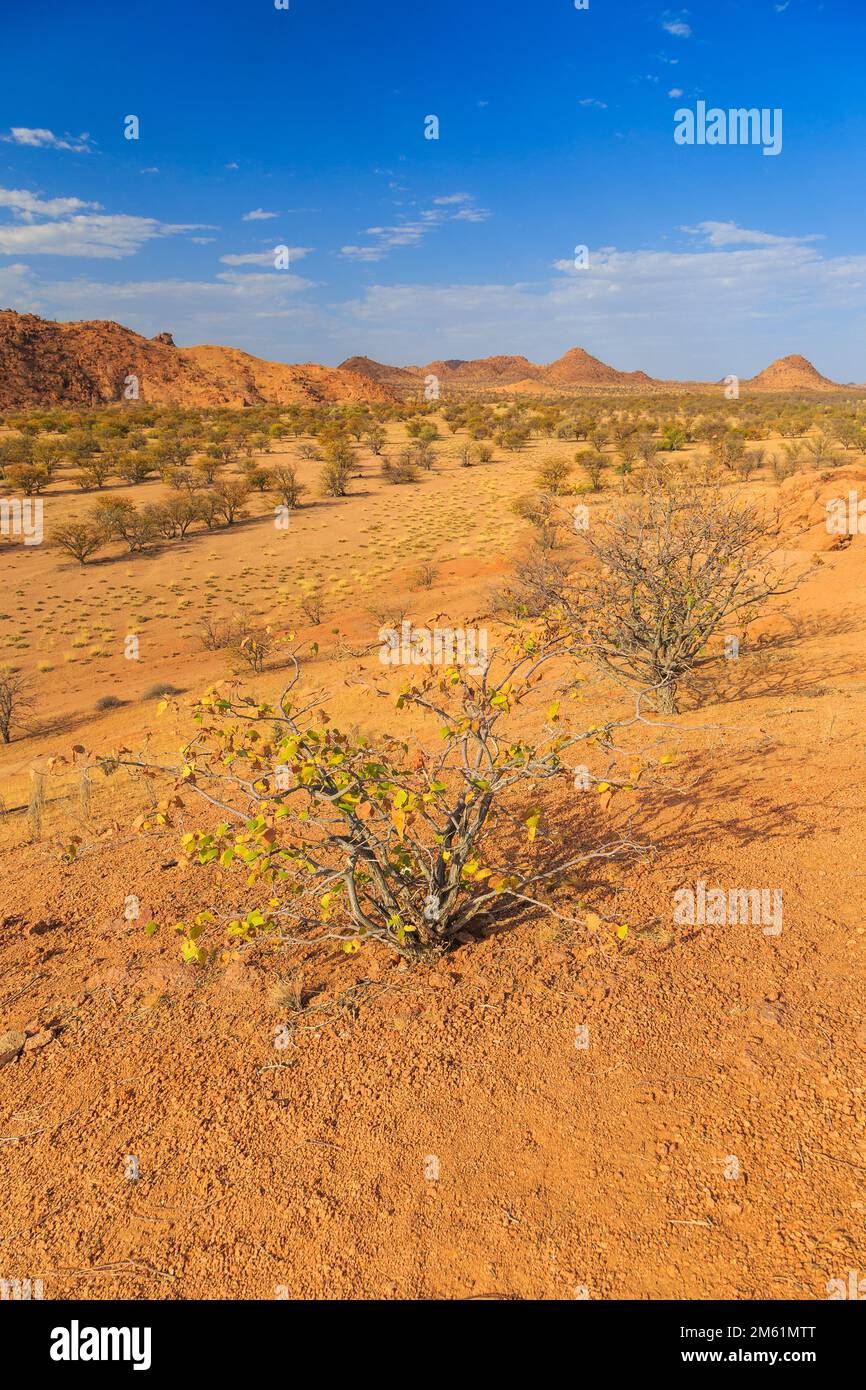 Namibian landscape, red ground and African vegetation around ...