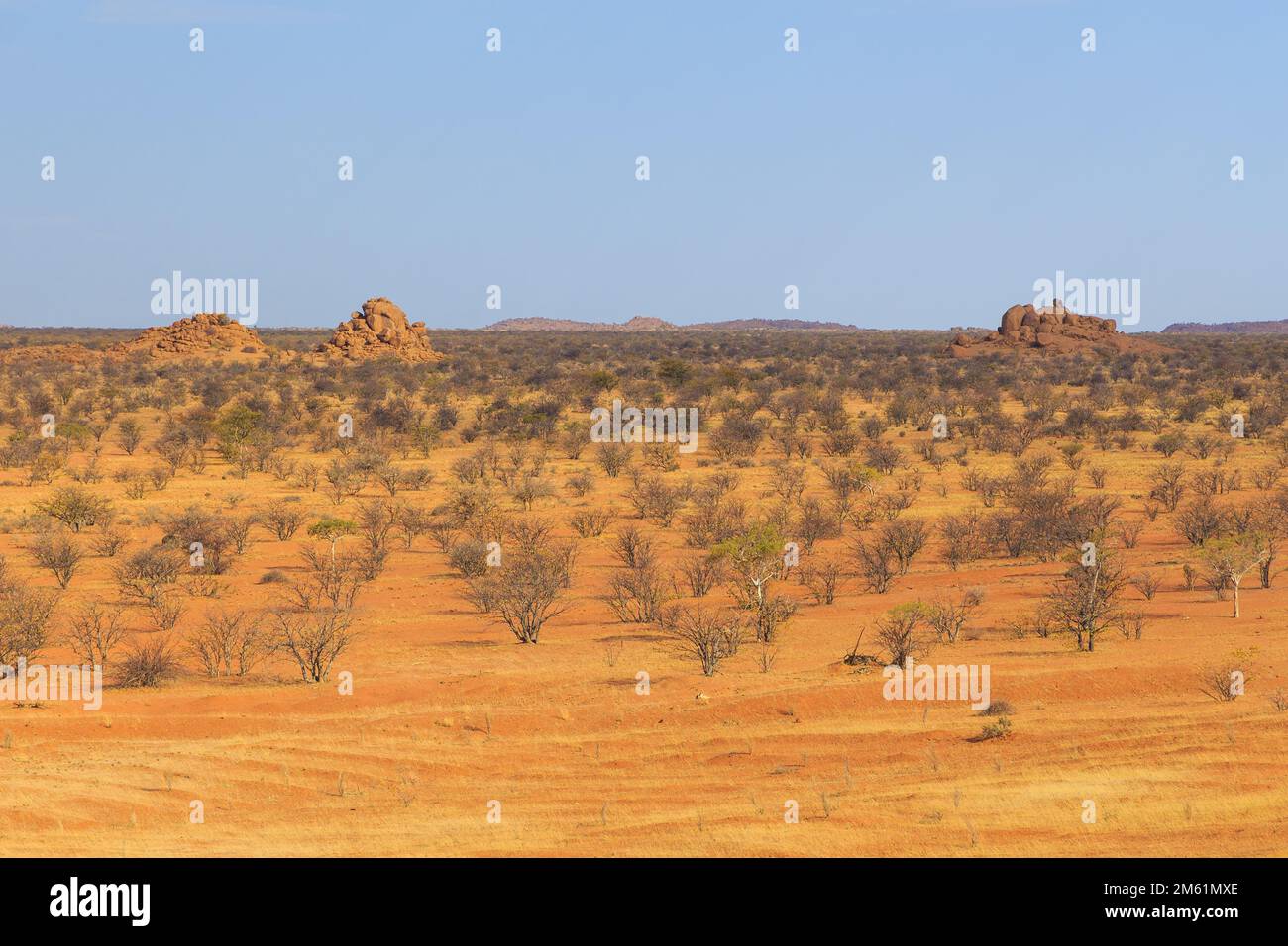 Namibian landscape, red ground and African vegetation around ...