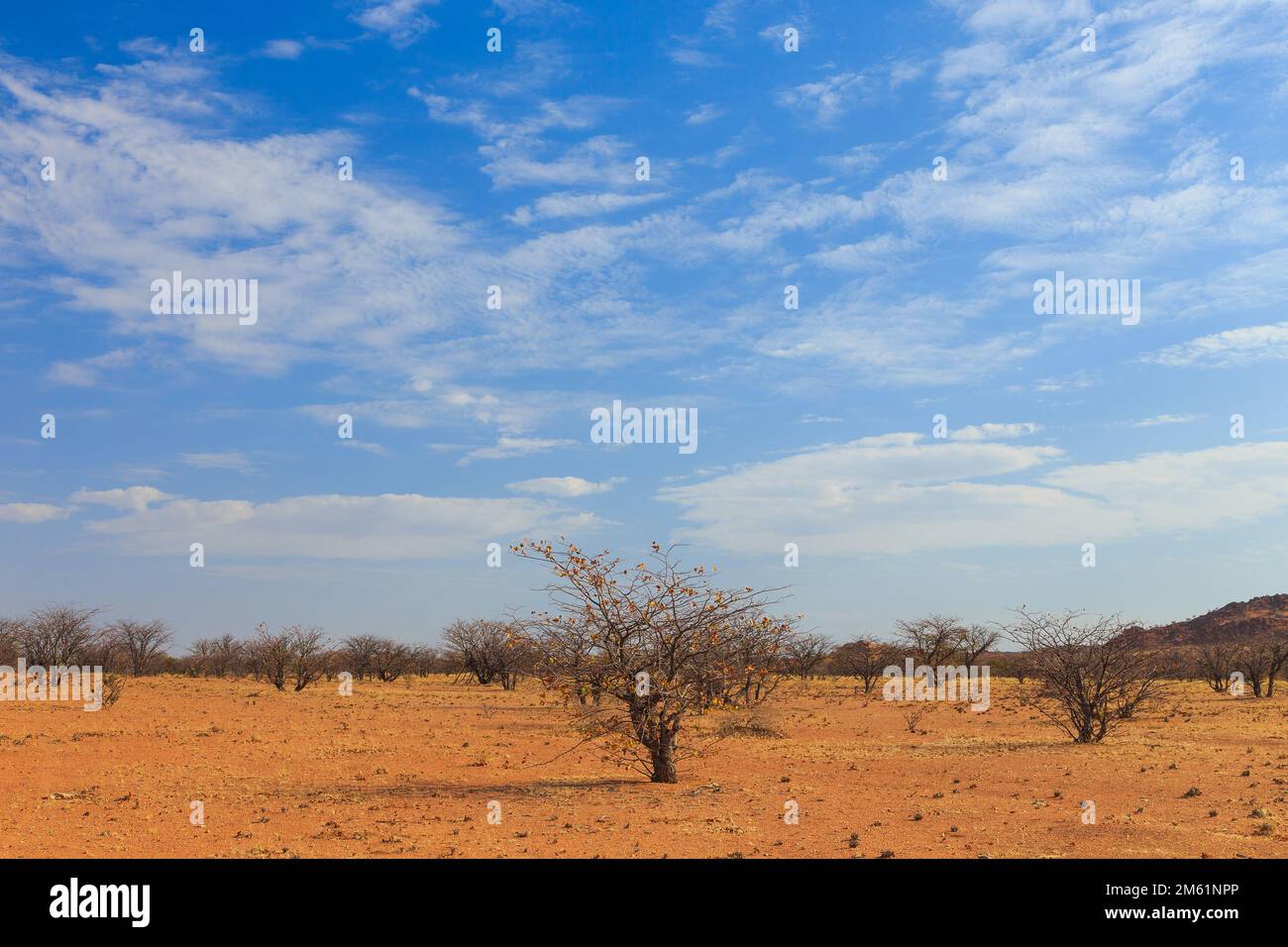 Namibian landscape, red ground and African vegetation around ...