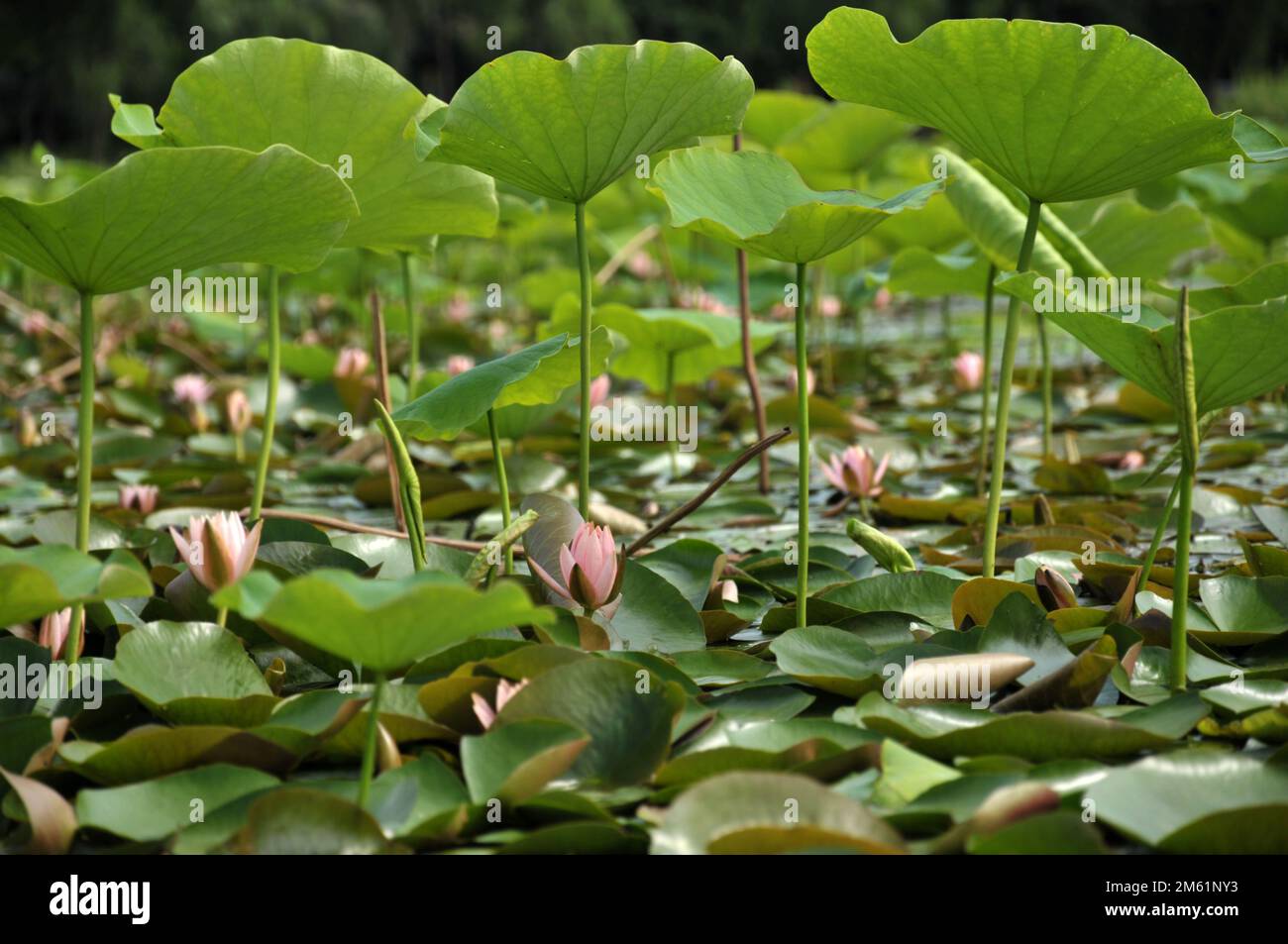 Blossoming lotus flower Stock Photo - Alamy