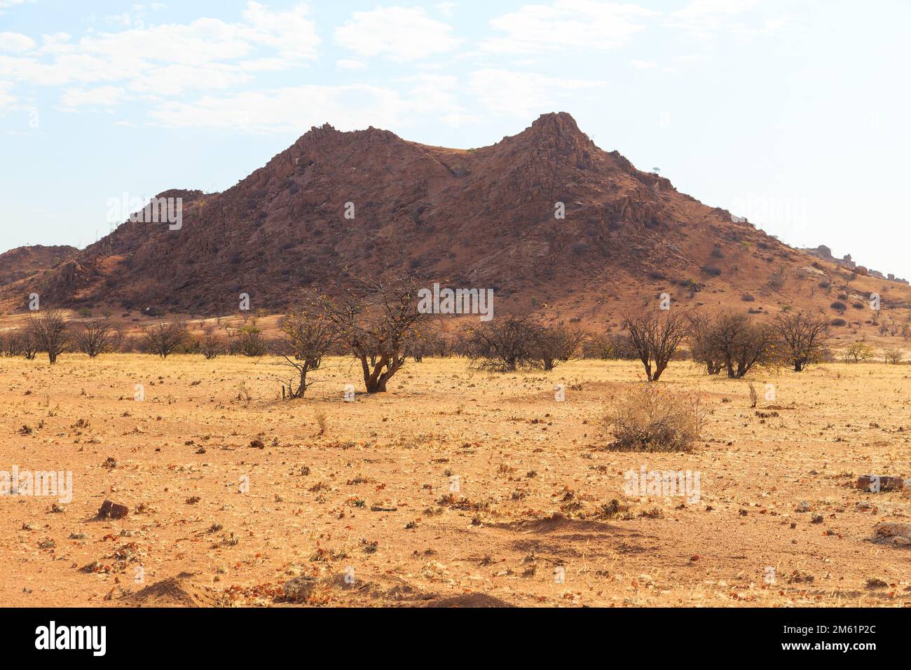 Namibian landscape, red ground and African vegetation around ...
