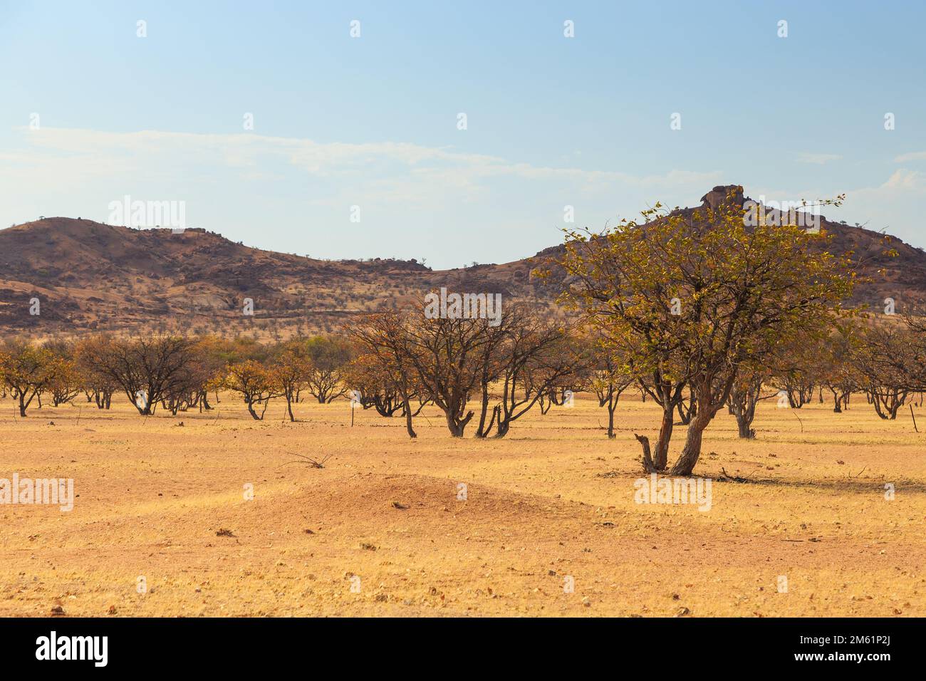 Namibian landscape, red ground and African vegetation around ...