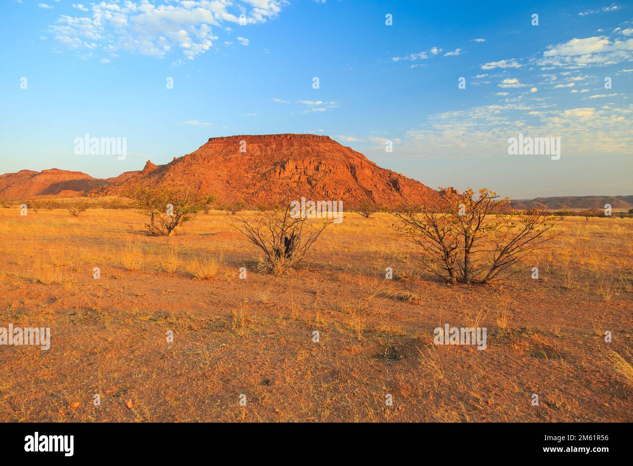 Namibian landscape, red ground and African vegetation around ...