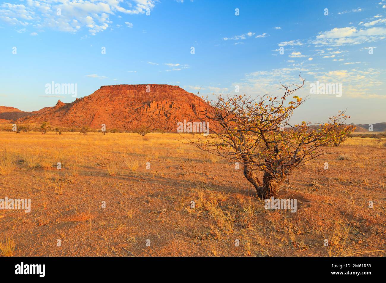 Namibian landscape, red ground and African vegetation around ...