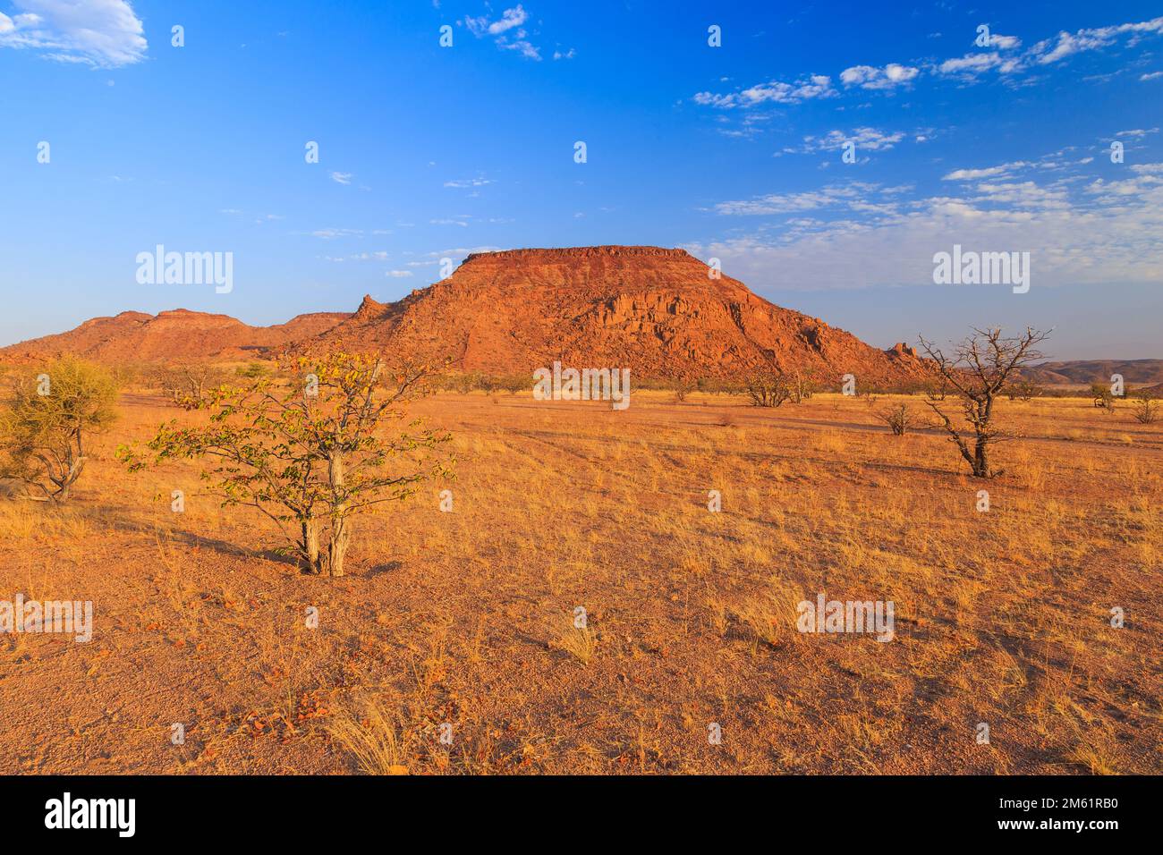 Namibian landscape, red ground and African vegetation around ...