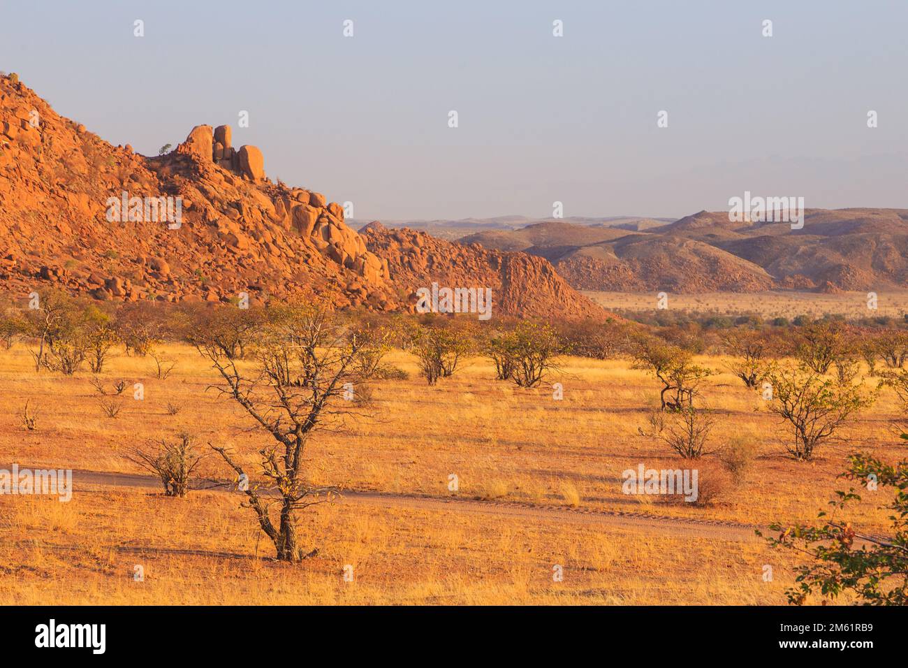 Namibian landscape, red ground and African vegetation around ...