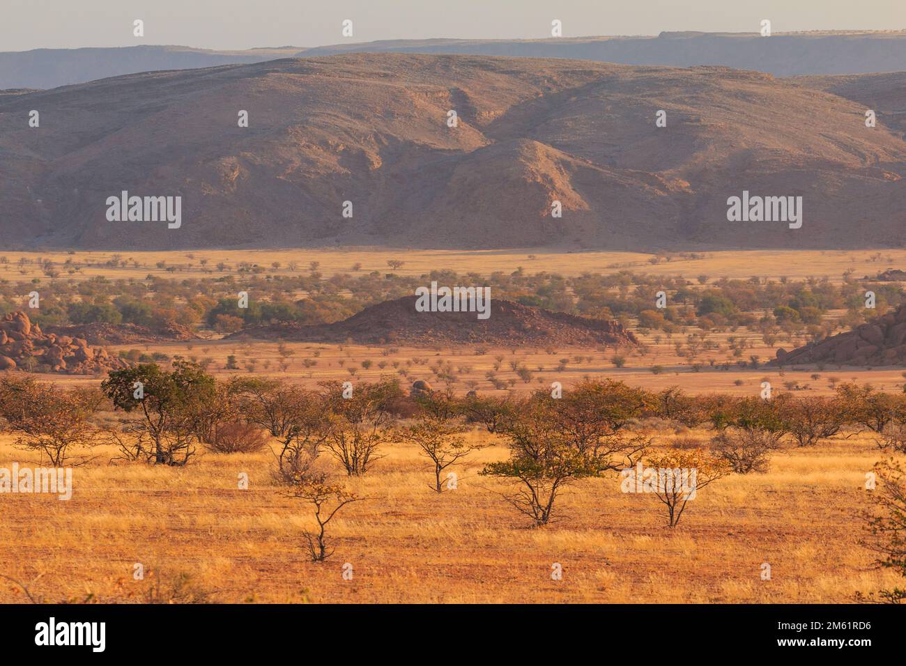 Namibian landscape, red ground and African vegetation around ...