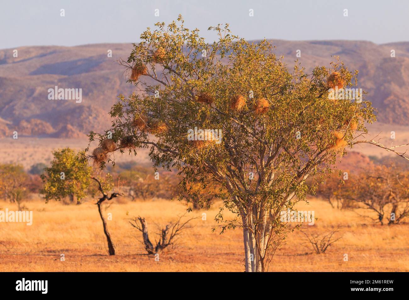 Namibian landscape, red ground and African vegetation around ...