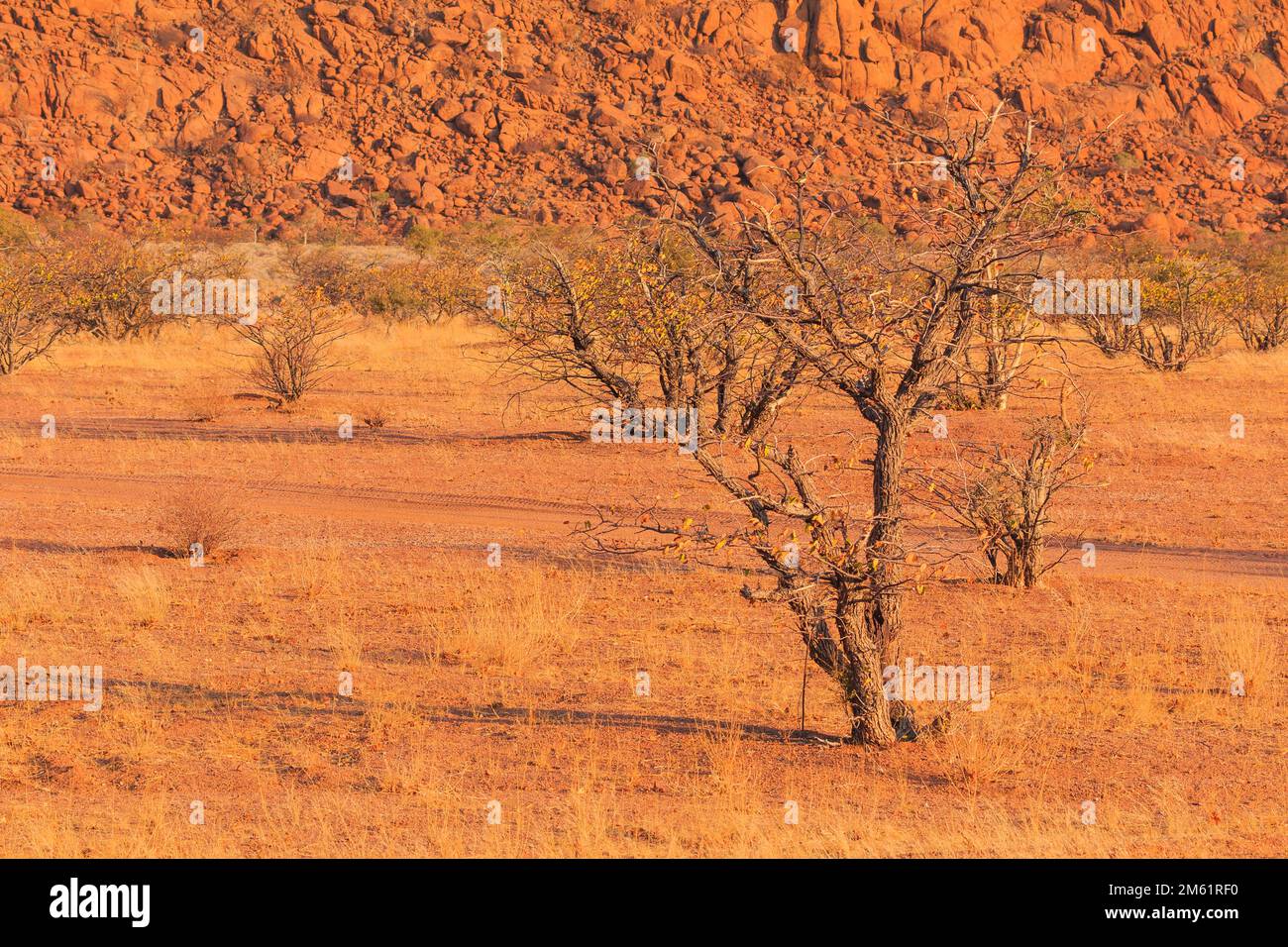 Namibian landscape, red ground and African vegetation around ...